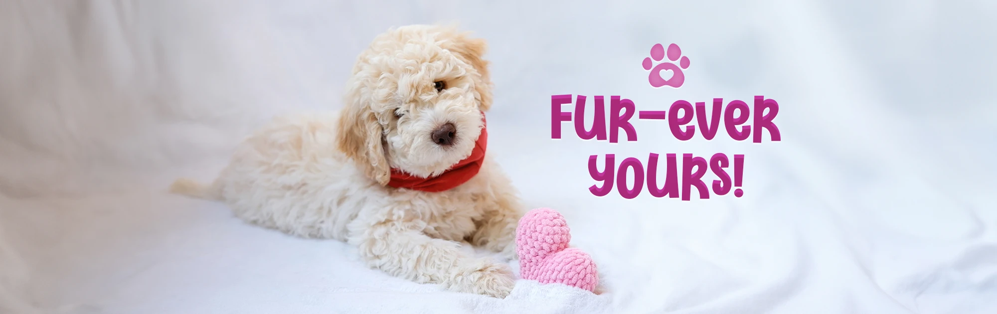 Services | All Animals Veterinary Hospital