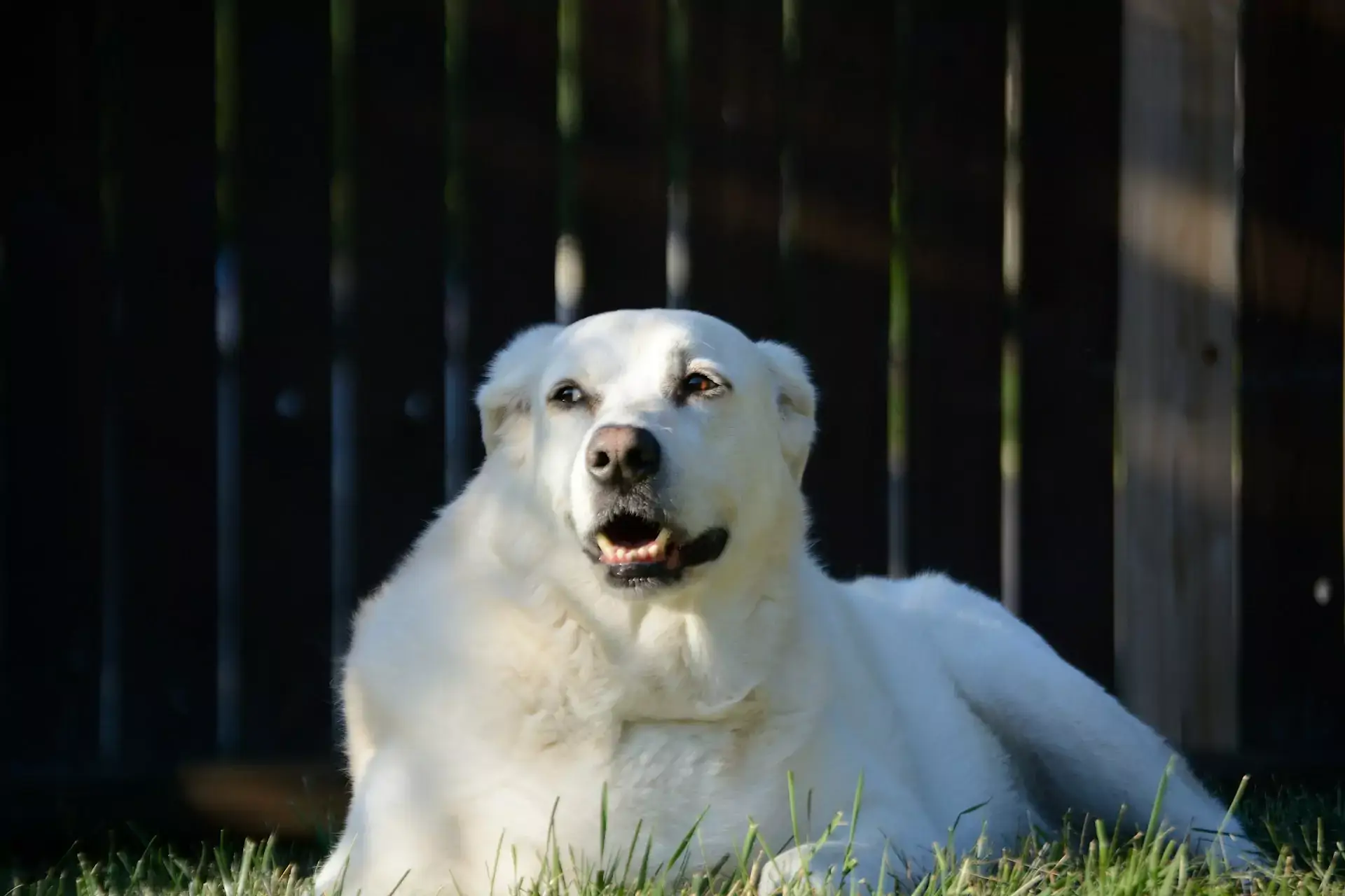 Senior Pet Care Tip | All Animals Veterinary Hospital